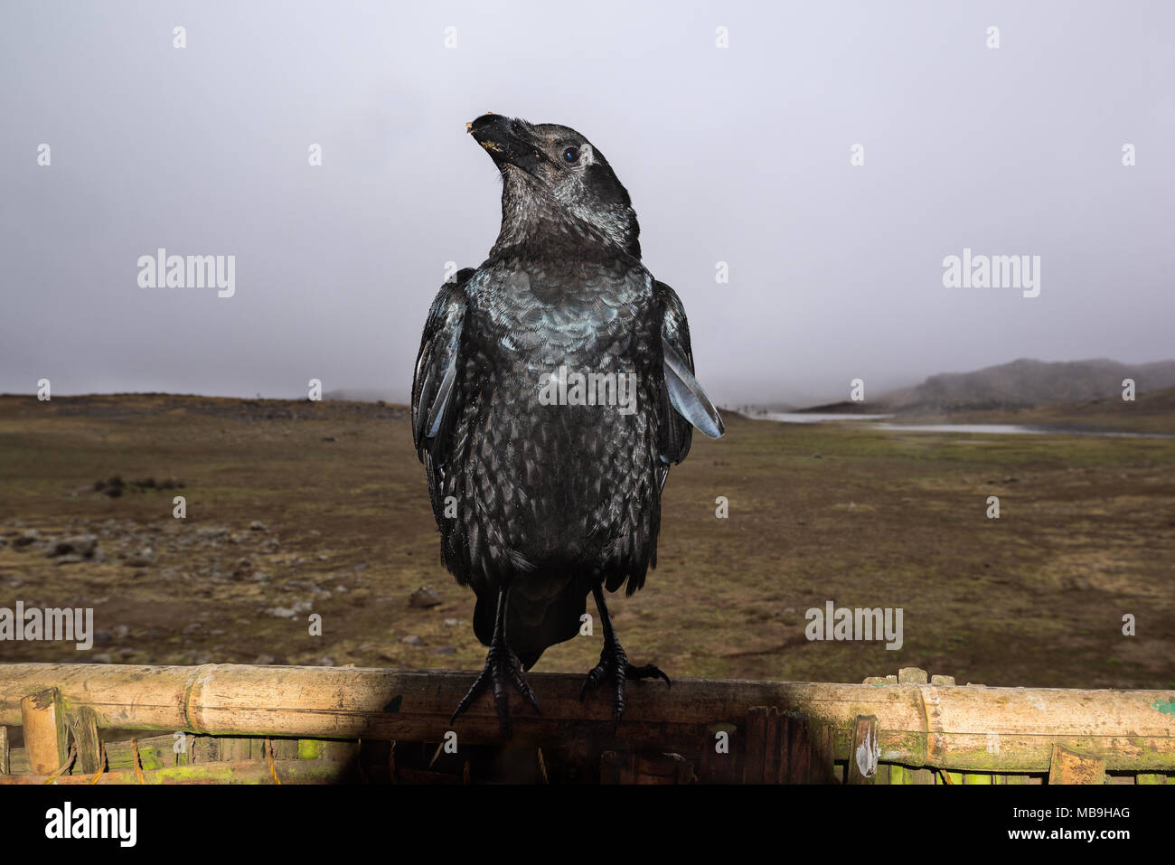 Fan-tailed Raven (Corvus rhipidurus Stock Photo - Alamy