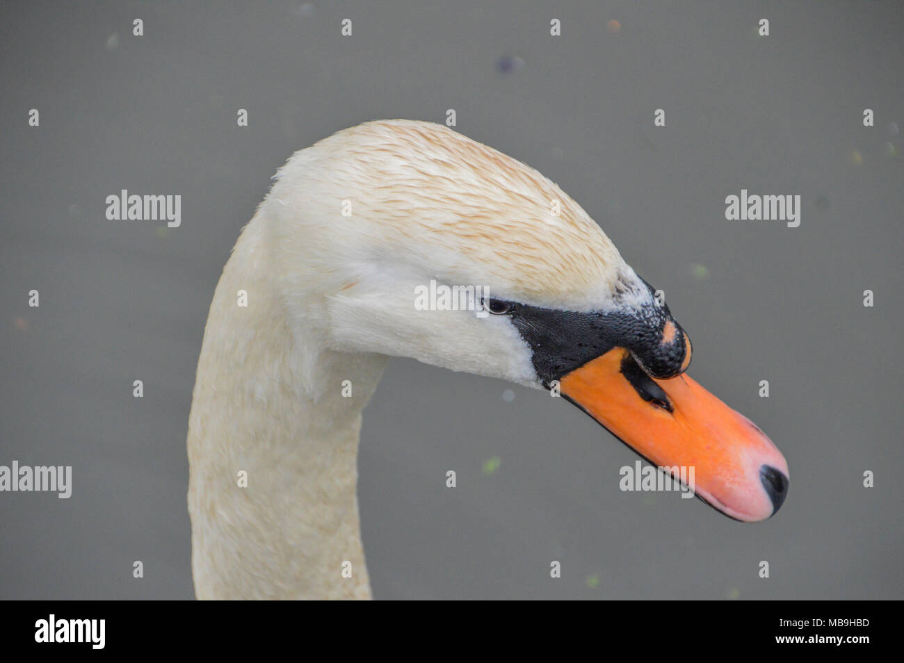 Head Of A Swan Stock Photo - Alamy