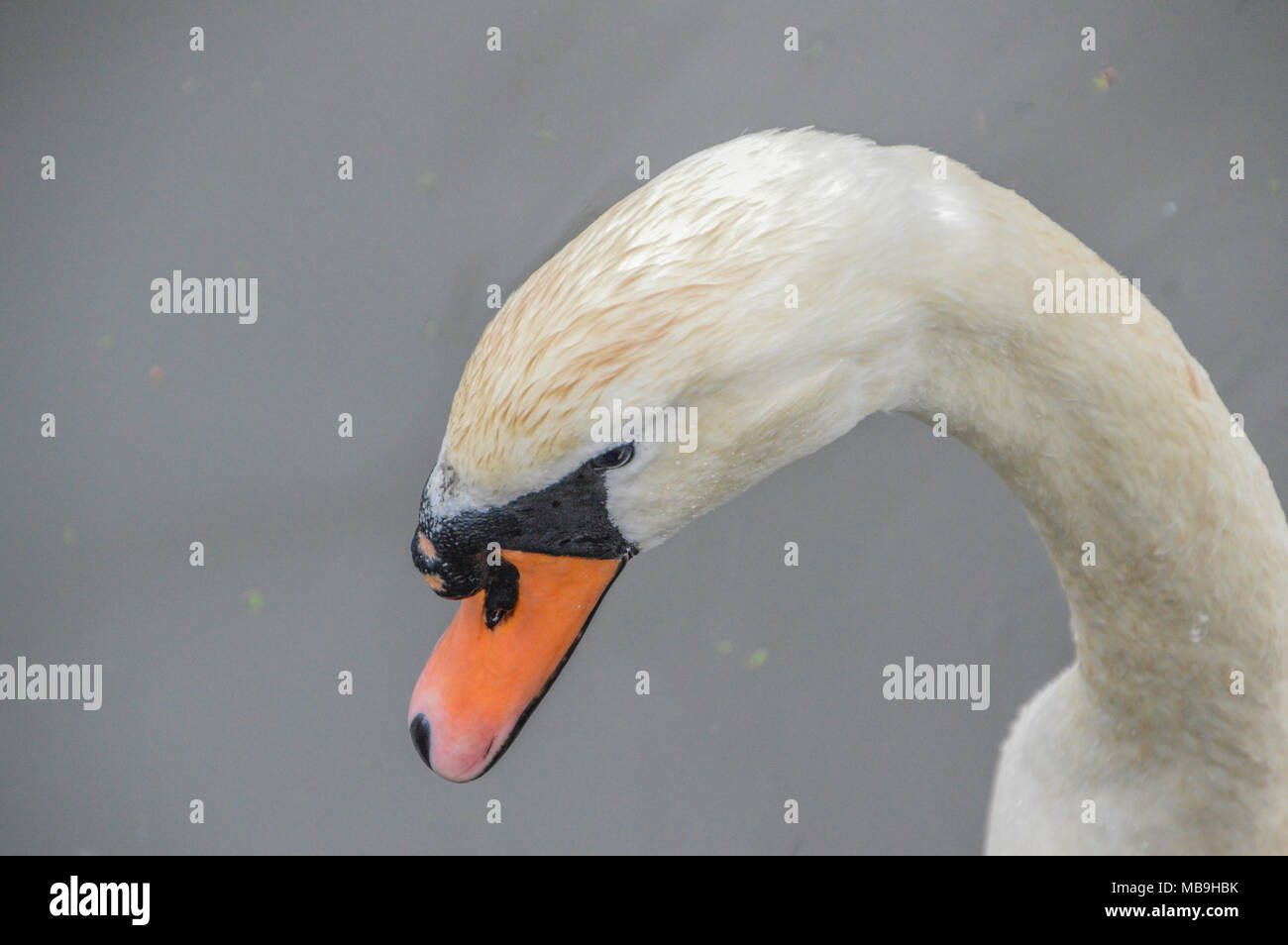 Head Of A Swan Stock Photo - Alamy