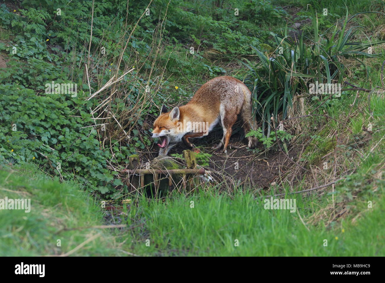 Red fox uk tree hi-res stock photography and images - Alamy