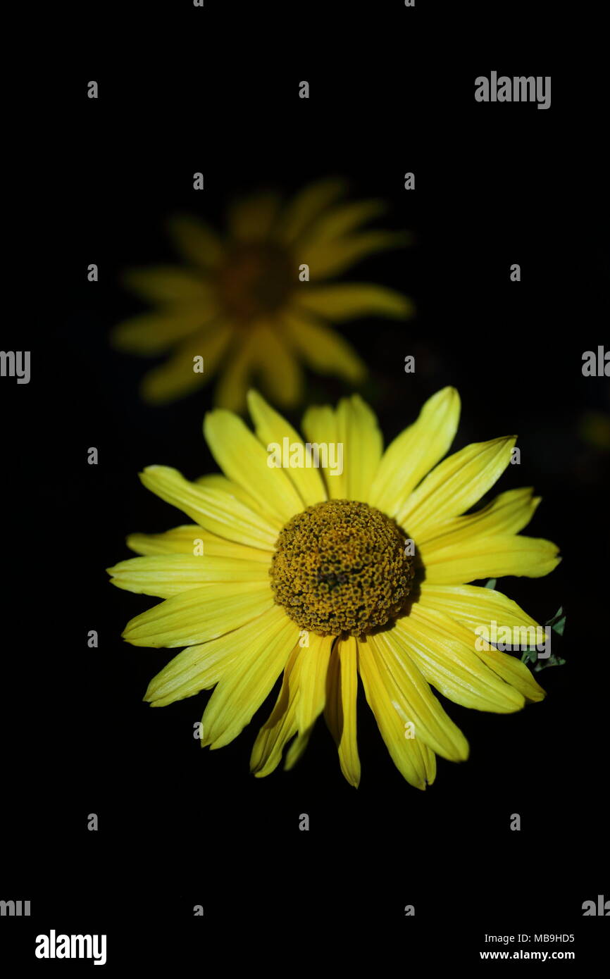 yellow daisy flower blooming in the garden Stock Photo - Alamy