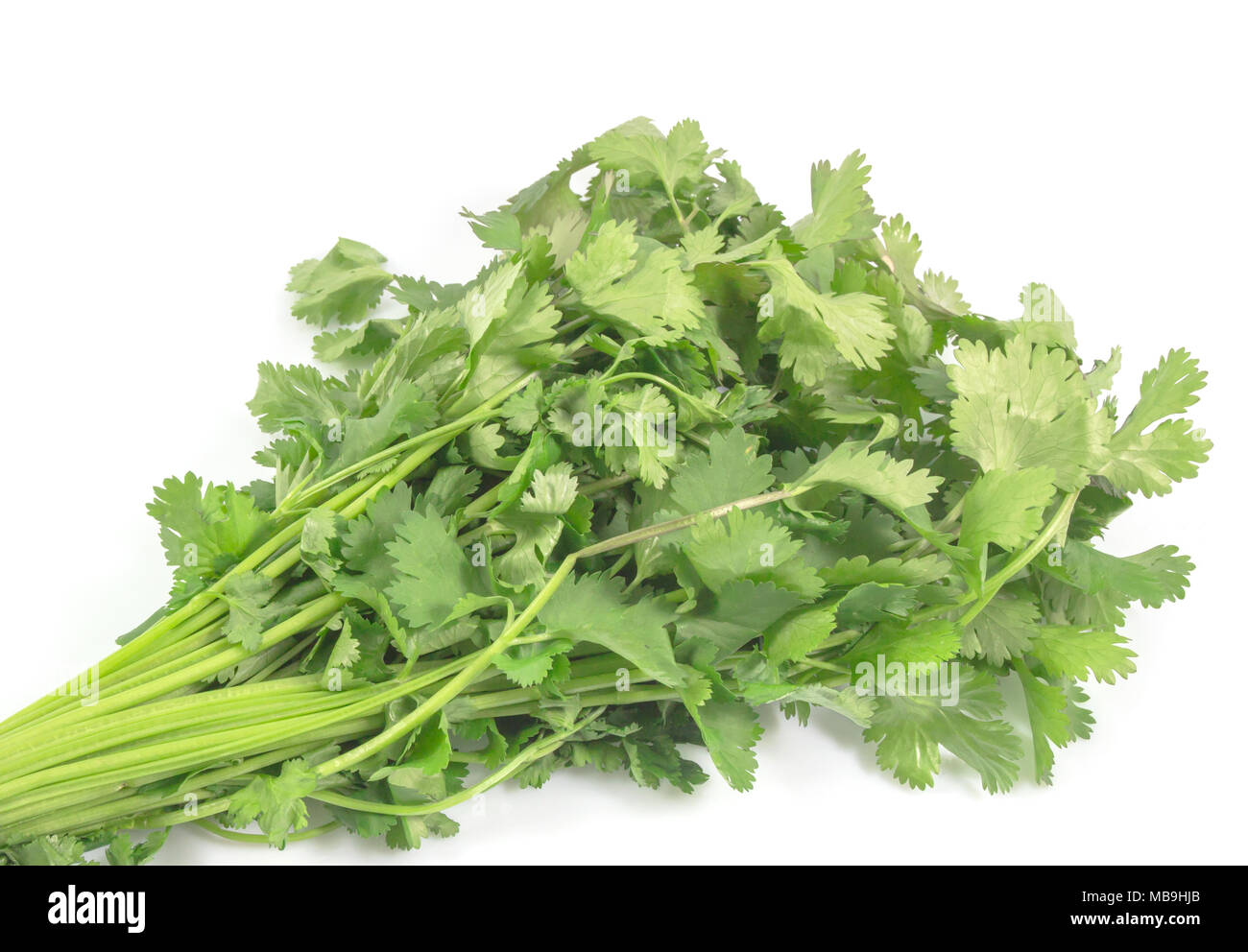 Coriander bunch hi-res stock photography and images - Alamy