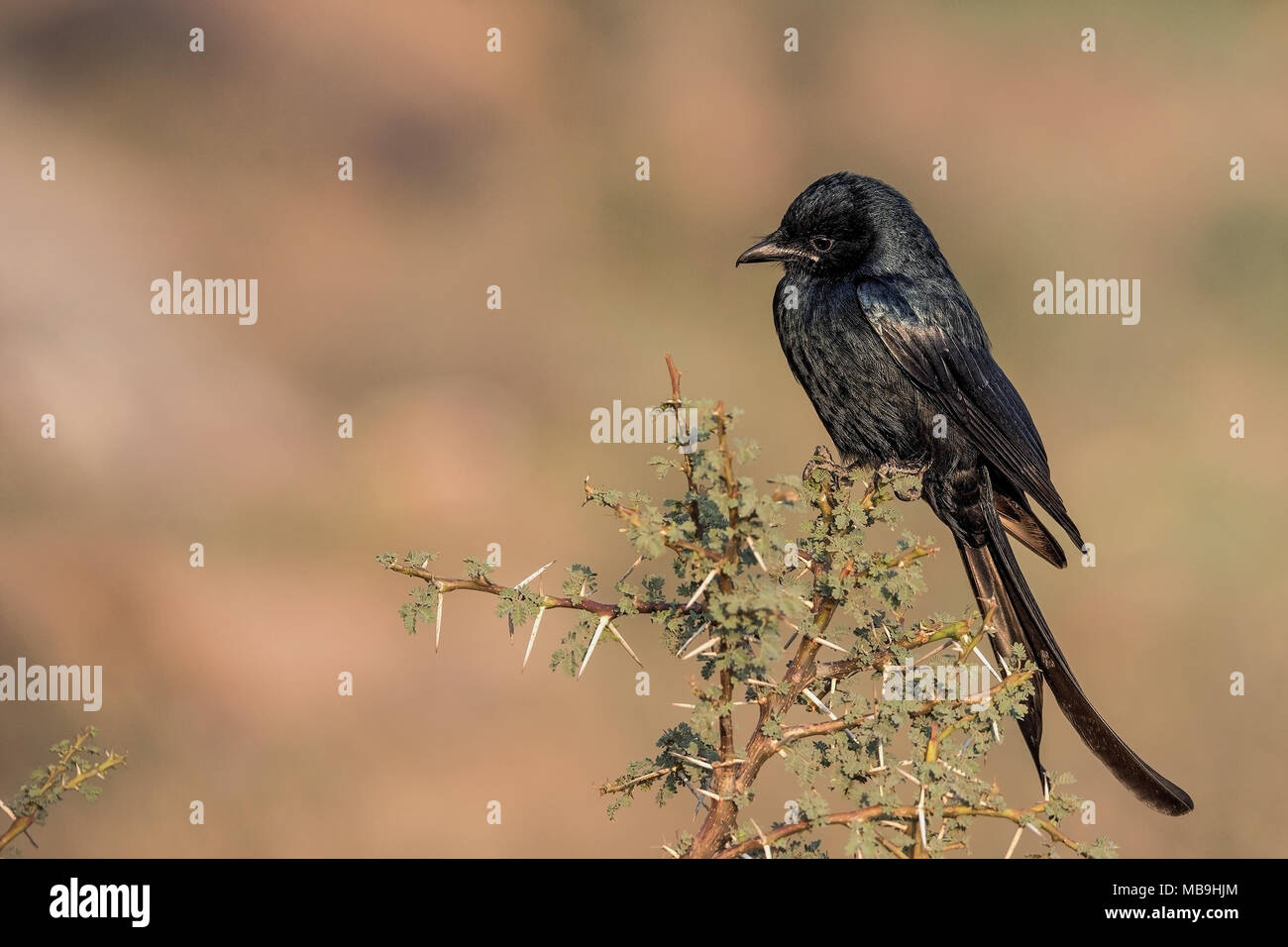 Black Drongo (Dicrurus macrocercus) On Branch Stock Photo - Alamy