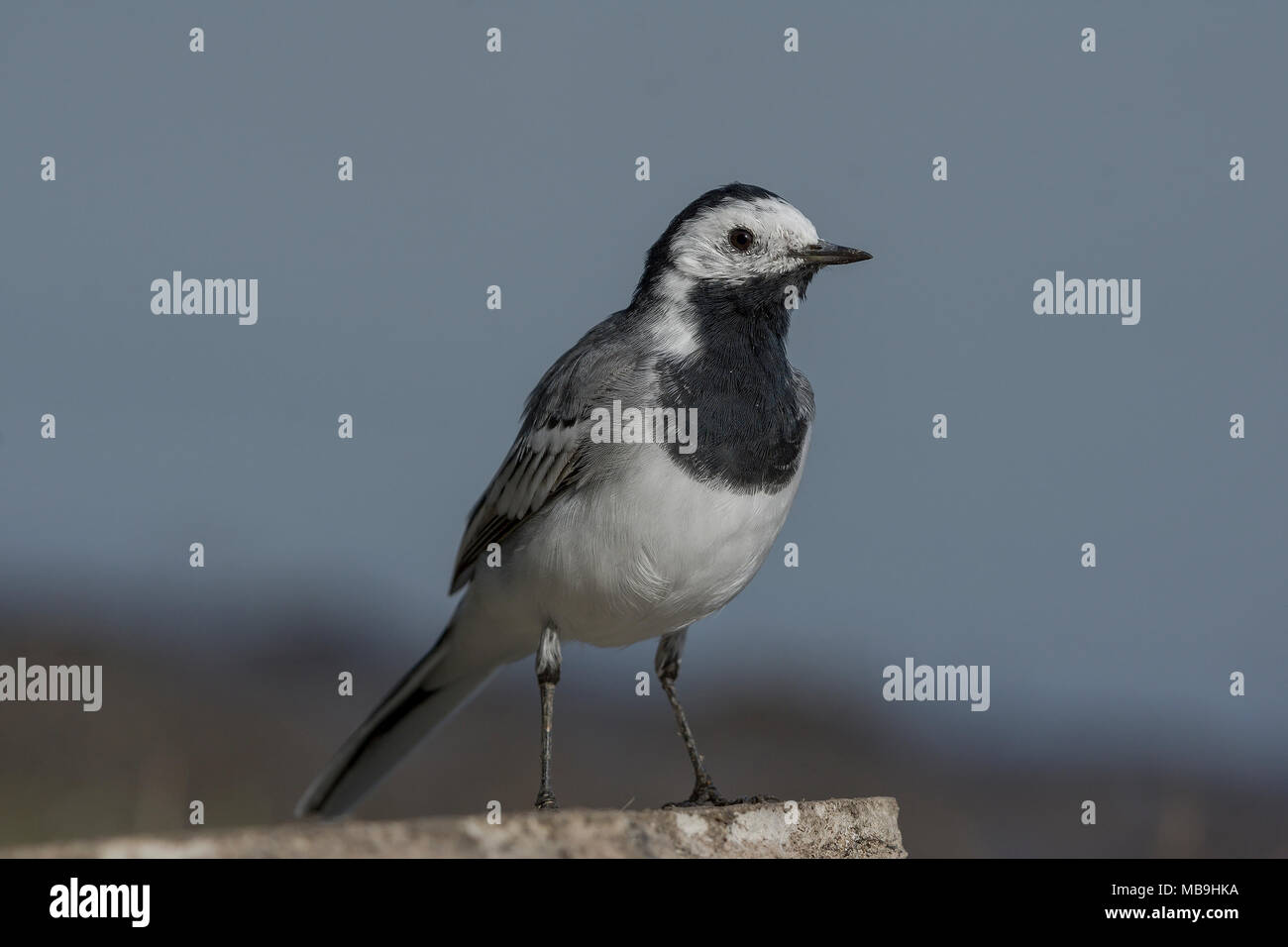 Grey wagtail fauna hi-res stock photography and images - Alamy