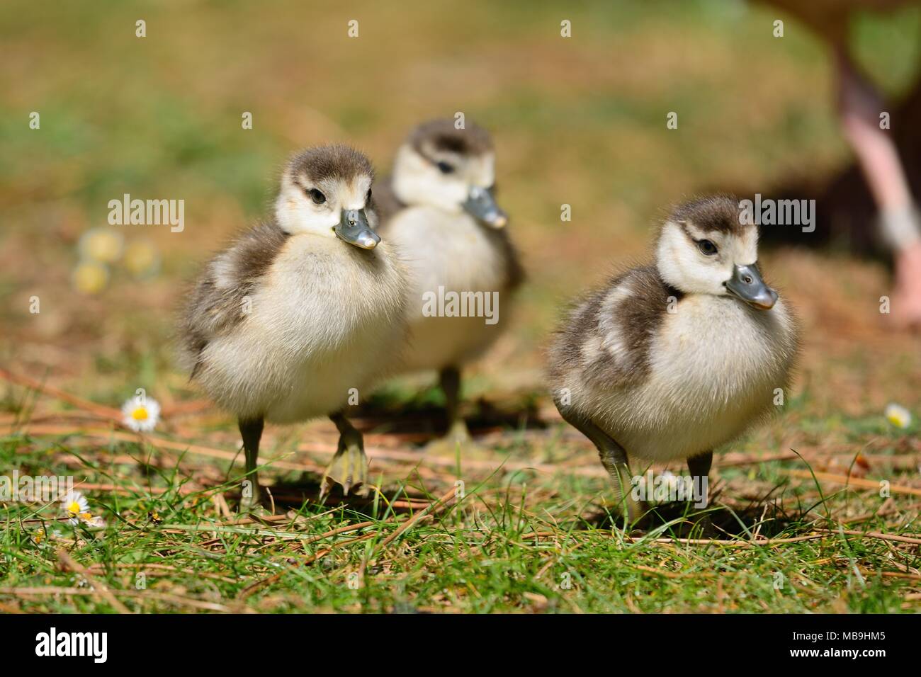 Goslings running hi-res stock photography and images - Alamy