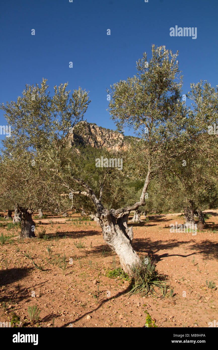 Olive tree Mallorca Spain, Olive trees field Majorca Spain Stock Photo ...