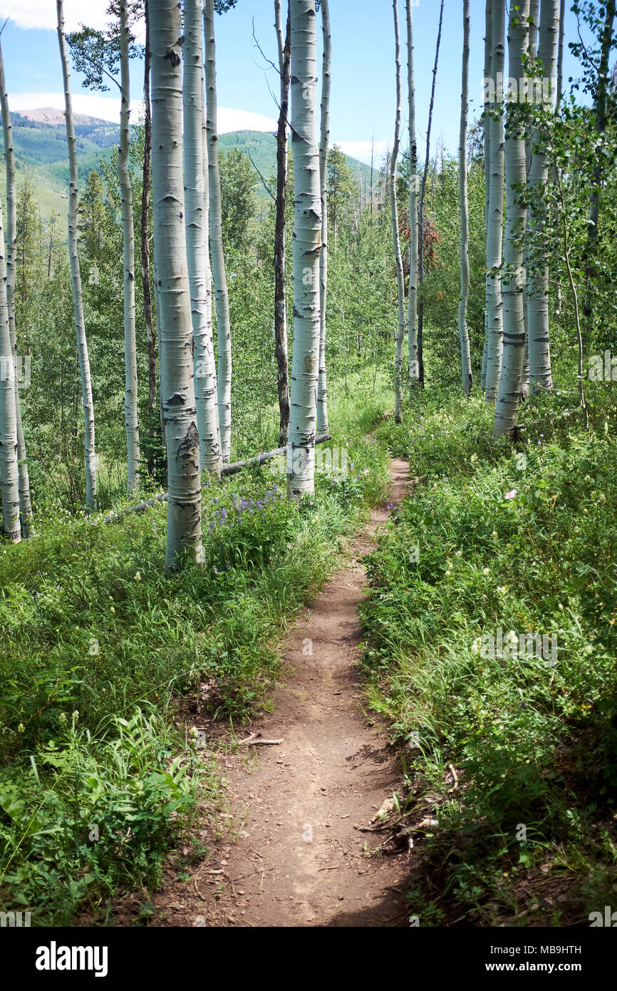 Woodland trail or footpath for hiking through an aspen forest in Vail ...