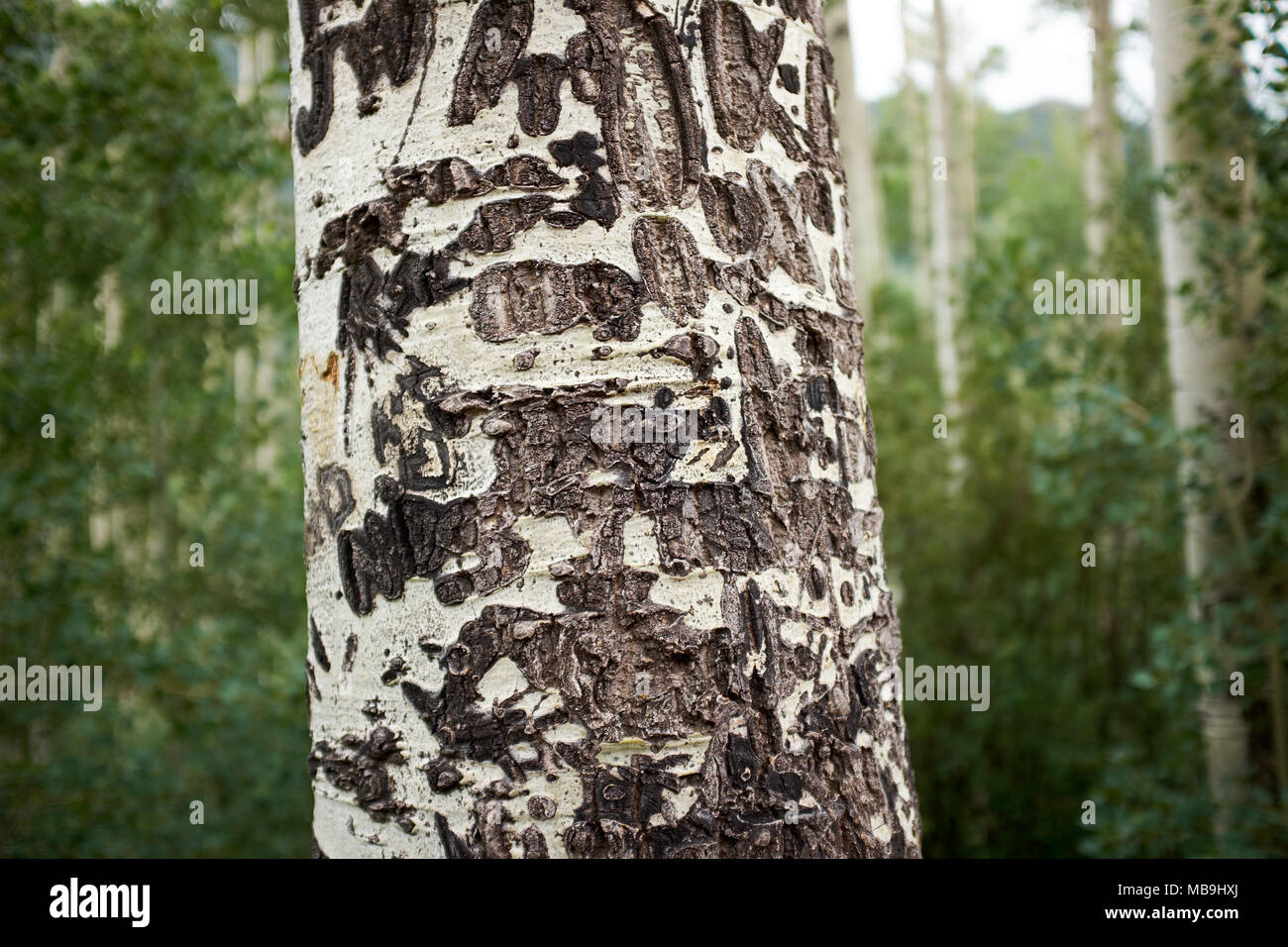 Bark of aspen tree in close up view, Colorado, USA Stock Photo - Alamy