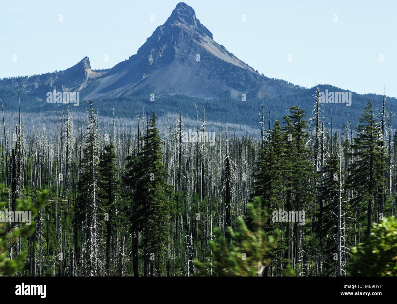 Dead giant sequoia tree in hi-res stock photography and images - Alamy