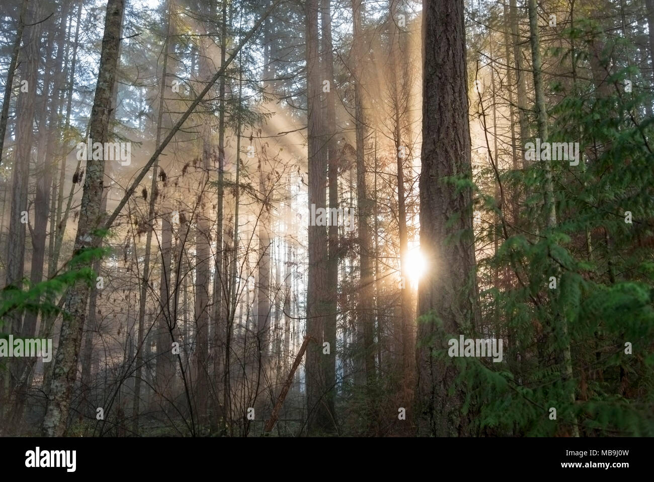 Early morning sunrise through trees Stock Photo - Alamy