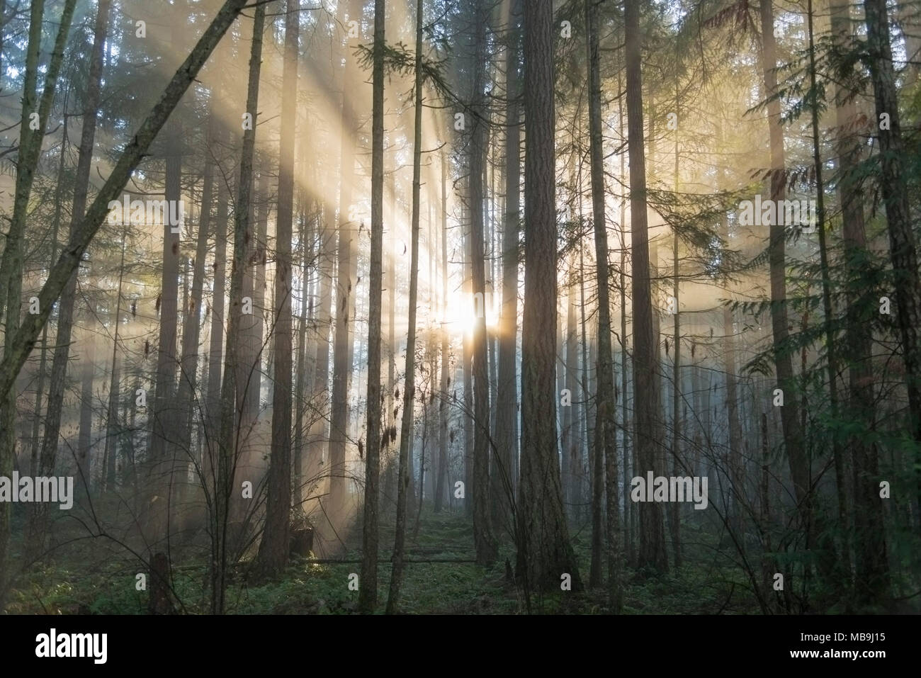 Morning sunrise through trees hi-res stock photography and images - Alamy
