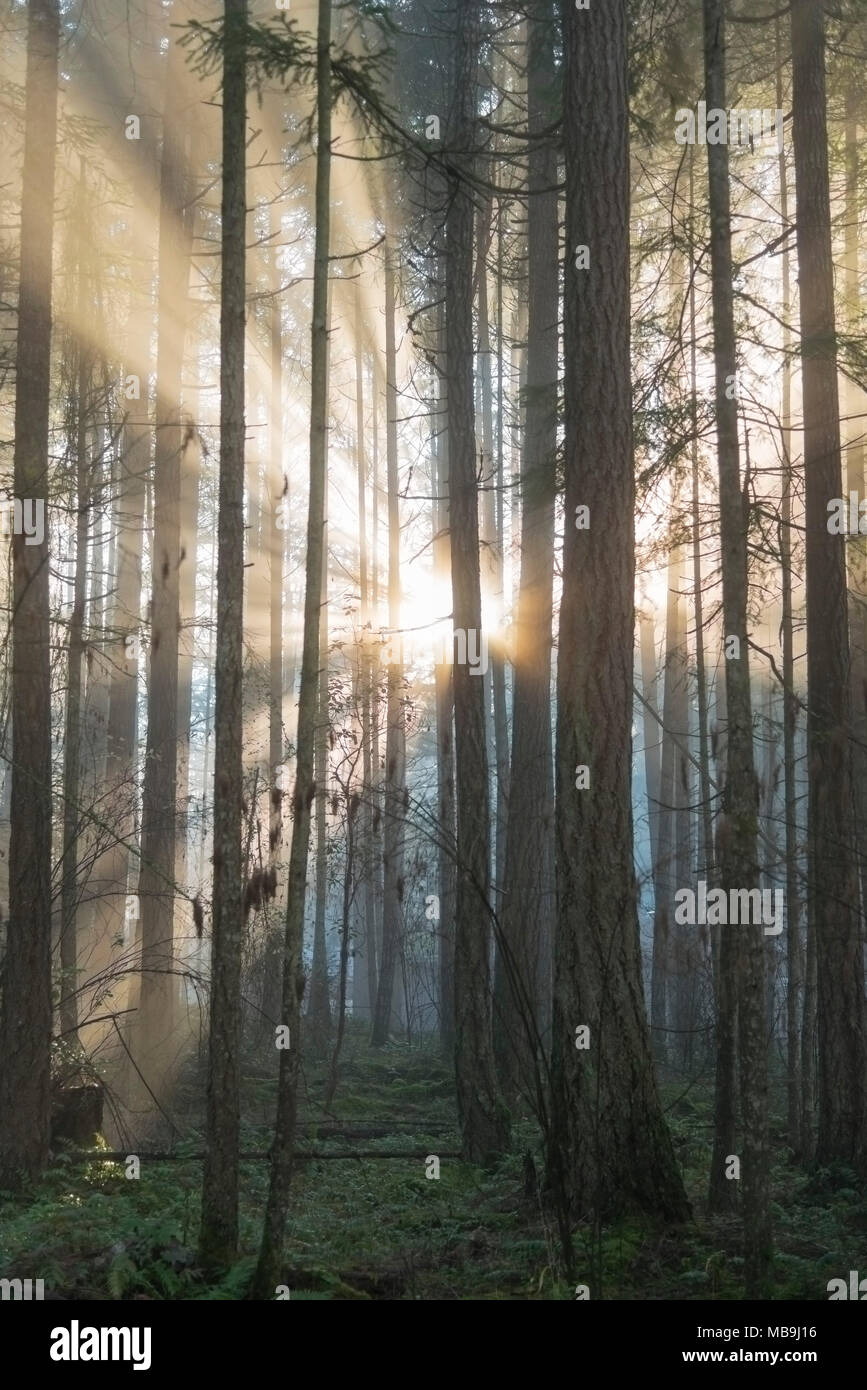 Morning sunrise through trees hi-res stock photography and images - Alamy