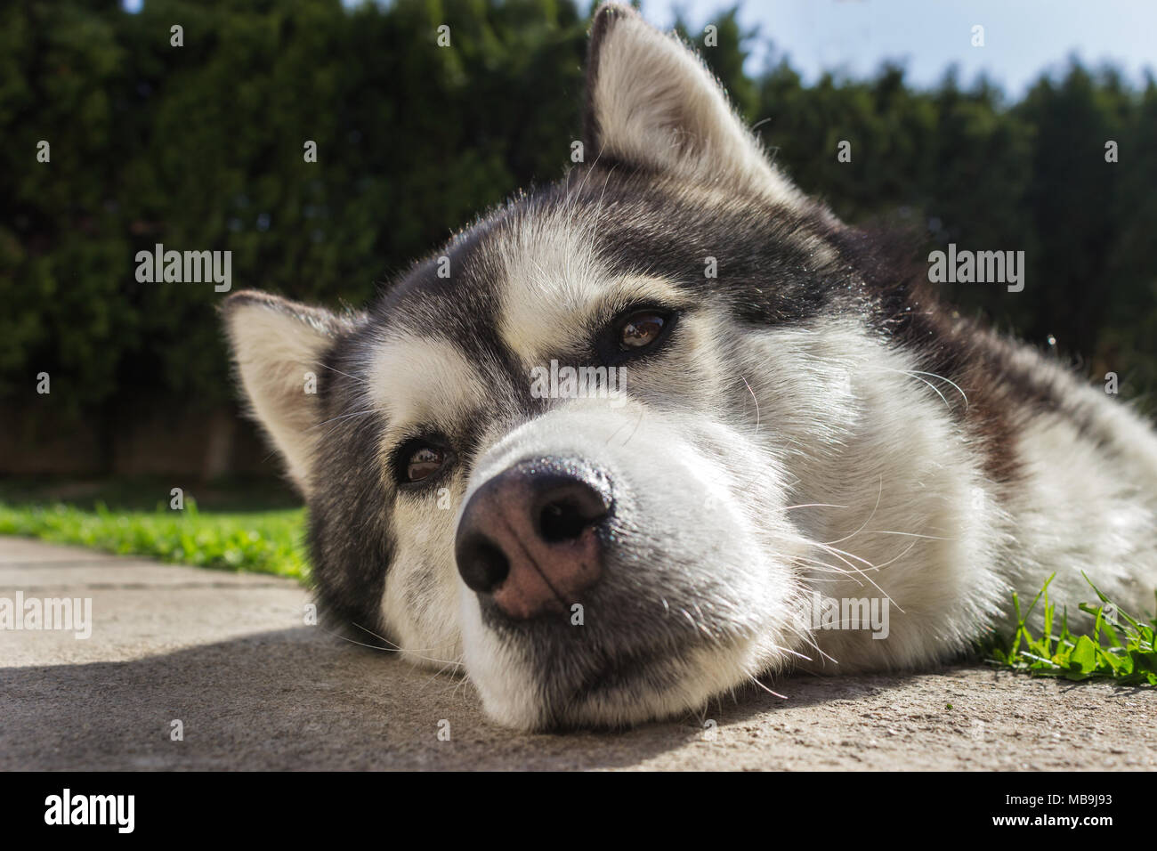 Cute, sleepy Siberian husky dog resting in a backyard and a ...
