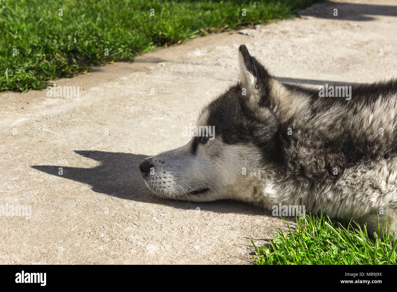 Sleepy, sad Siberian husky dog resting in a backyard Stock Photo - Alamy