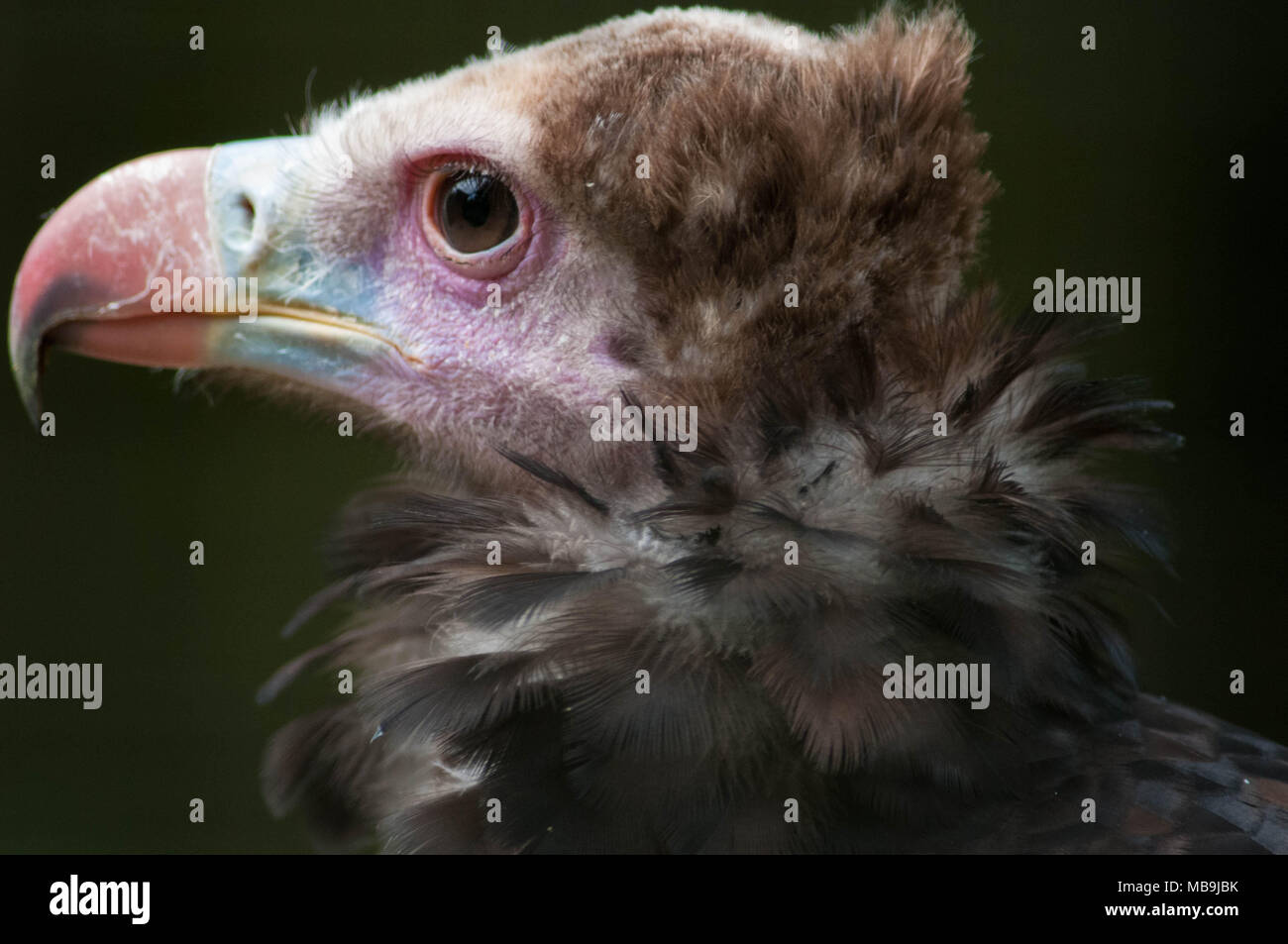 Vulture face portrait hi-res stock photography and images - Alamy