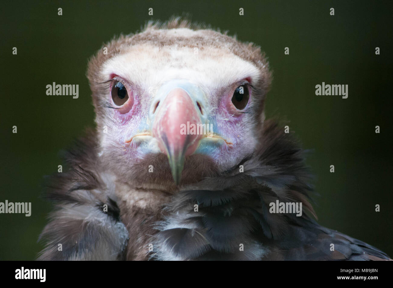 Vulture face portrait hi-res stock photography and images - Alamy