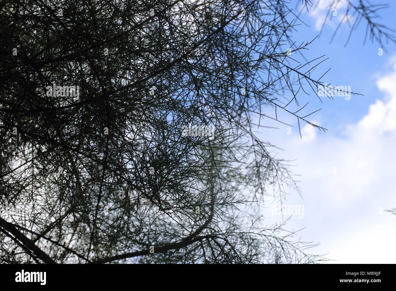 dry tree branches on sky background with clouds Stock Photo - Alamy