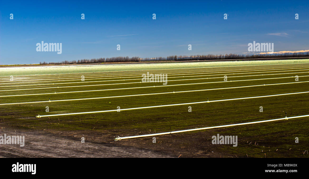 Rows Of Irrigation Pipes & Sprinklers In Farm Field Stock Photo - Alamy