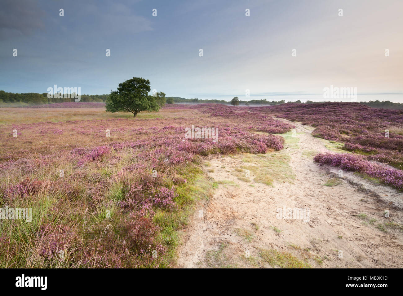path through meadows with flowering heather in summer Stock Photo - Alamy