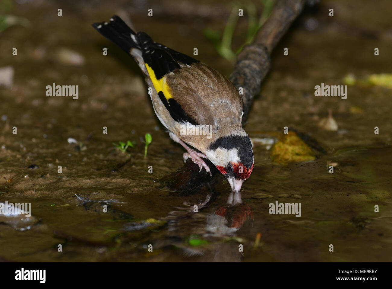 Goldfinch in habitat hi-res stock photography and images - Alamy