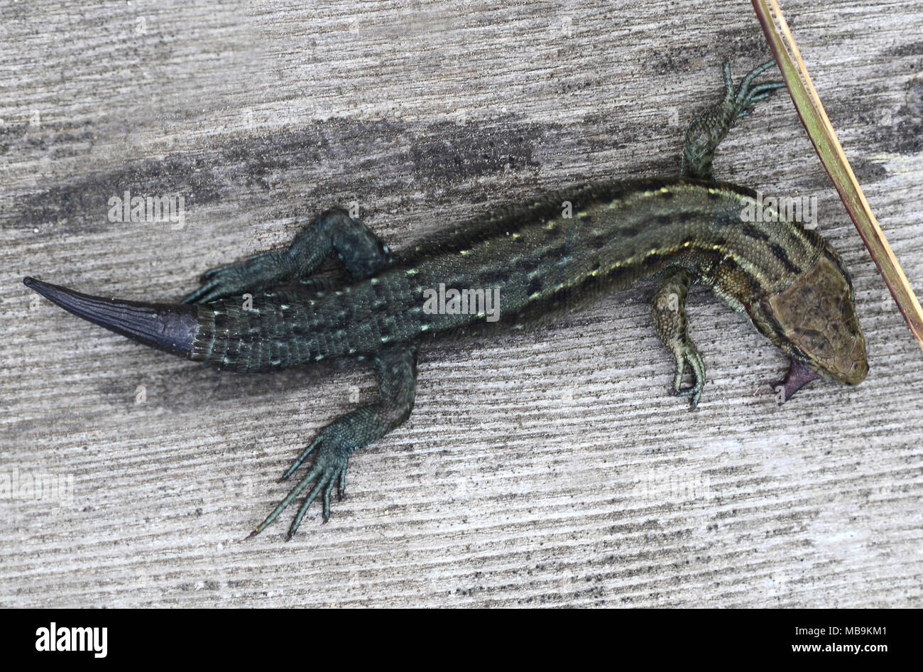 Scincomorpha hi-res stock photography and images - Alamy