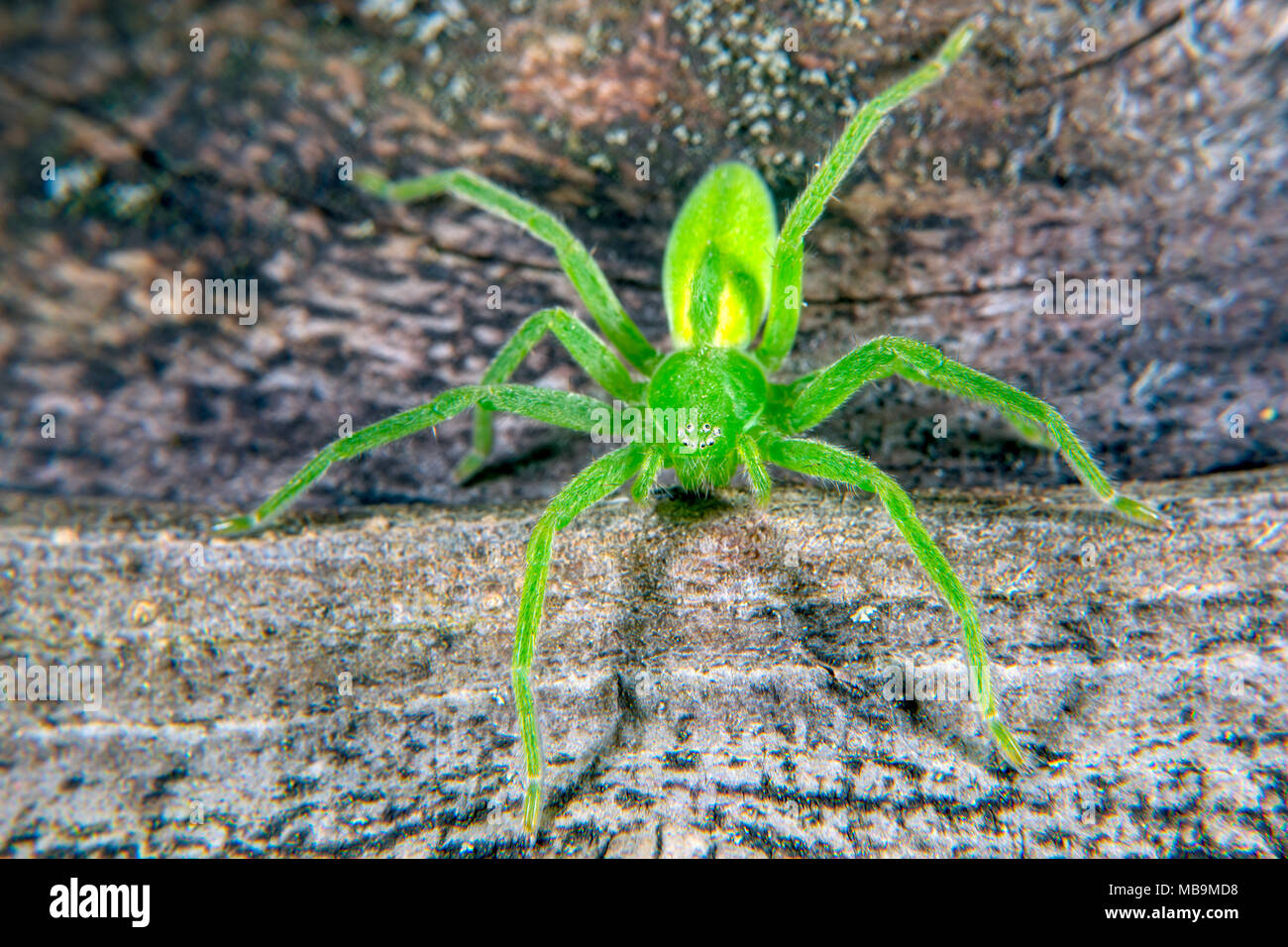 The Green huntsman spider has bright green colors Stock Photo - Alamy
