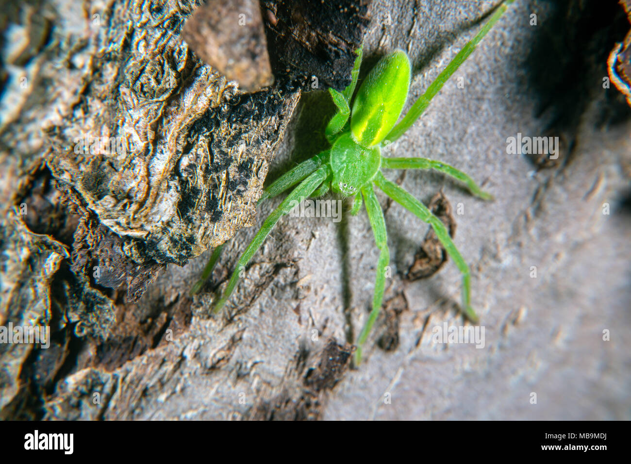 The Green huntsman spider has bright green colors Stock Photo - Alamy