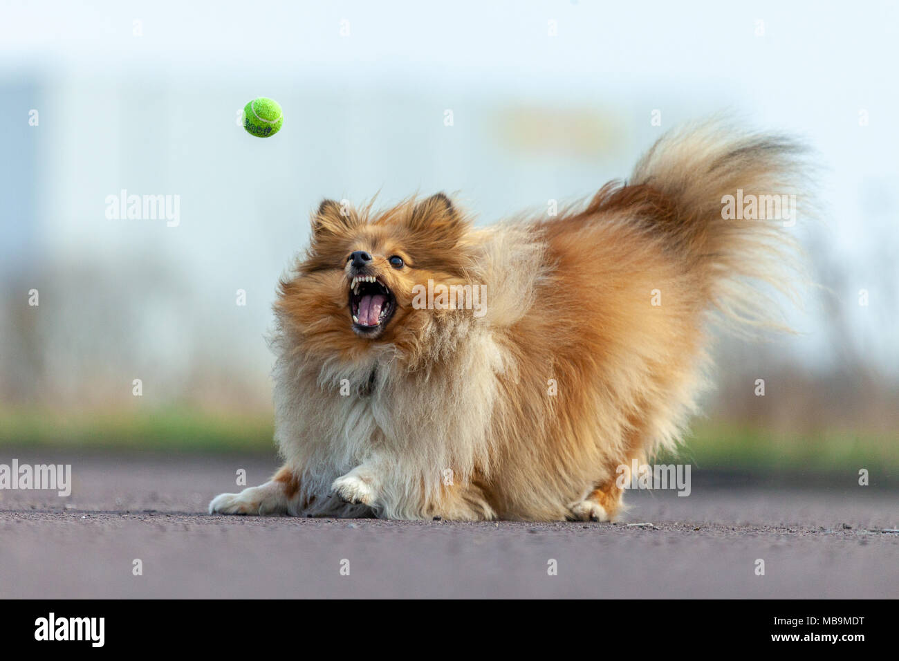 a shetland sheepdog catches a little ball Stock Photo - Alamy