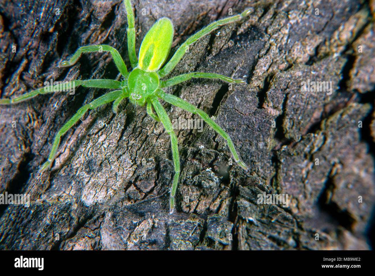 The Green huntsman spider has bright green colors Stock Photo - Alamy