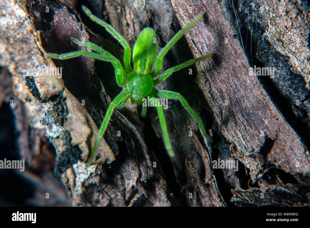 The Green huntsman spider has bright green colors Stock Photo - Alamy