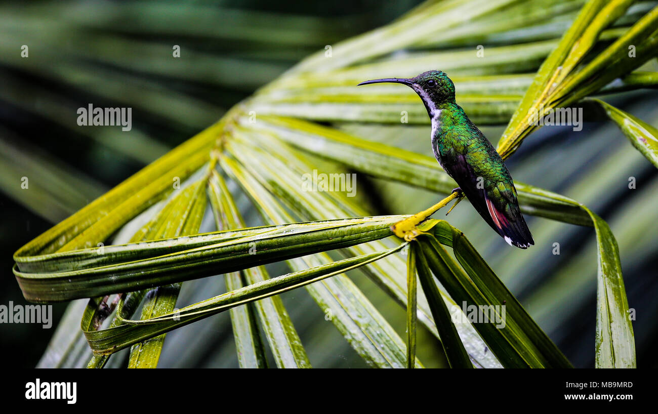 green hummingbird resting on a palm leaf looking left Stock Photo - Alamy