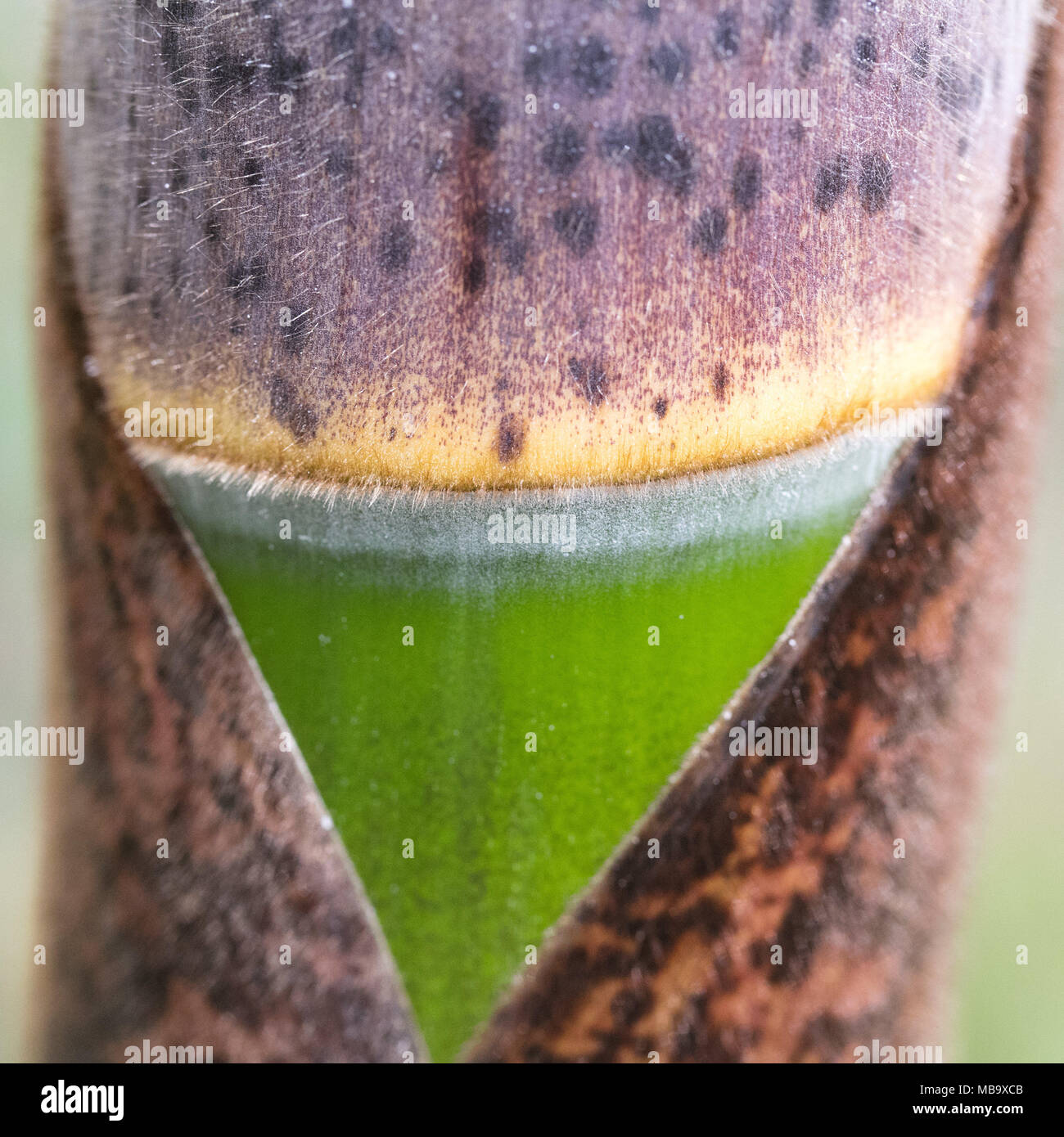 Nanpin, Nanpin, China. 7th Apr, 2018. Nanping, CHINA-7th April 2018 ...