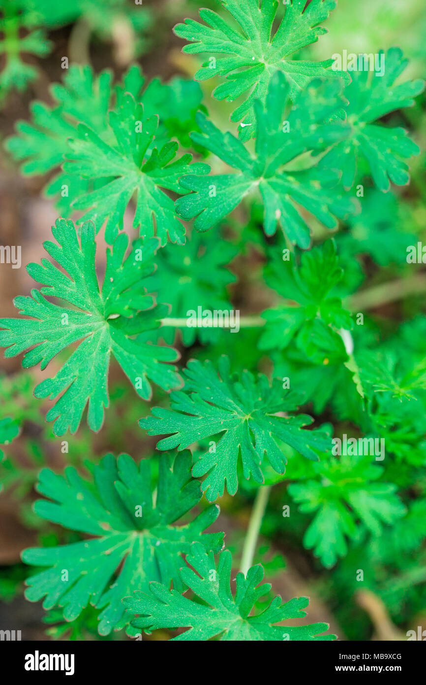 Nanpin, Nanpin, China. 7th Apr, 2018. Nanping, CHINA-7th April 2018 ...