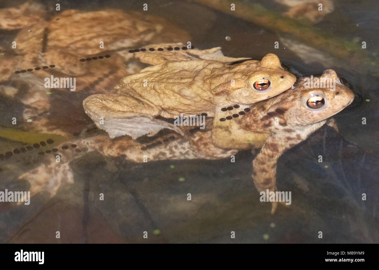 Mating couples hi-res stock photography and images - Alamy