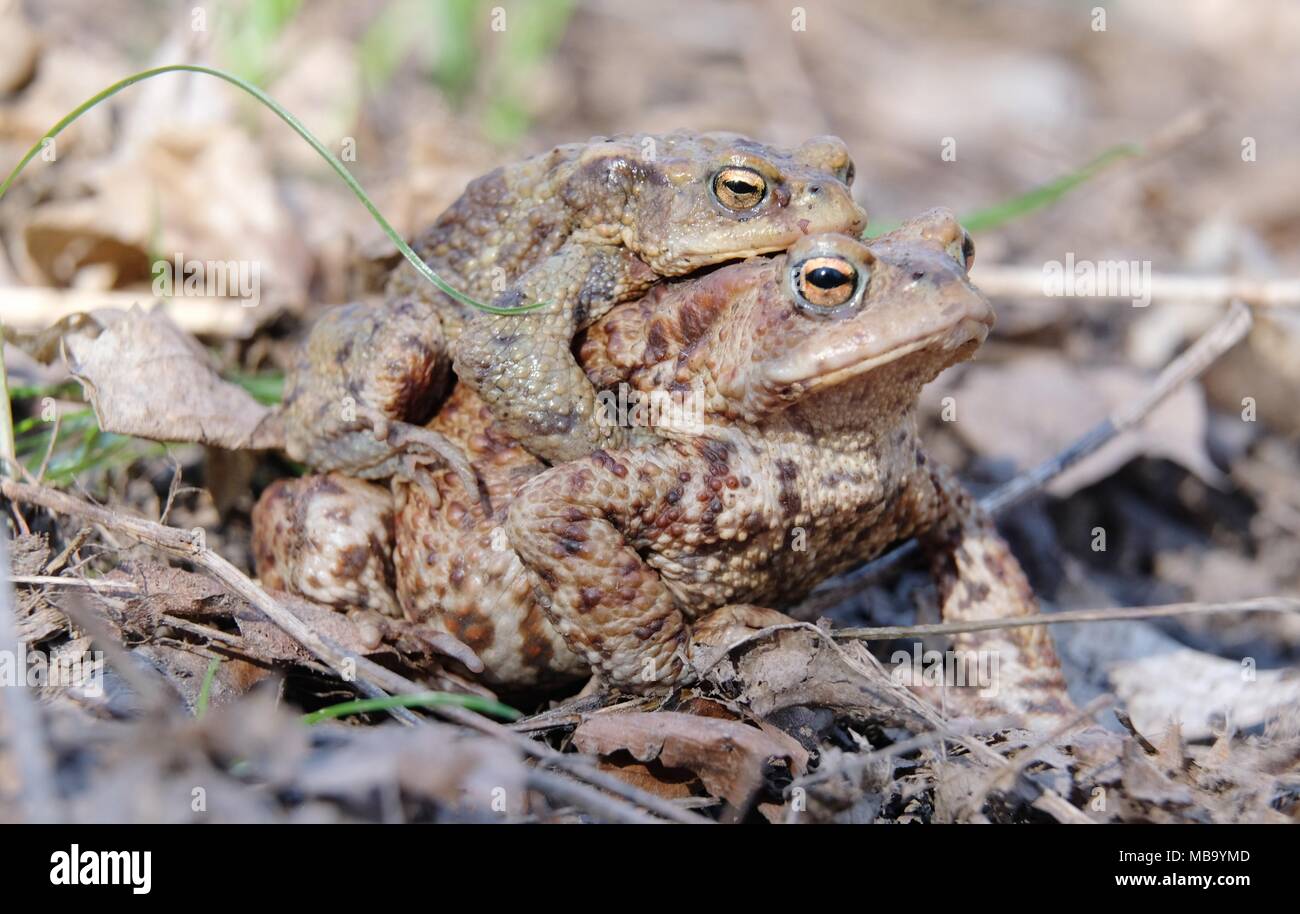 Mating couples hi-res stock photography and images - Alamy