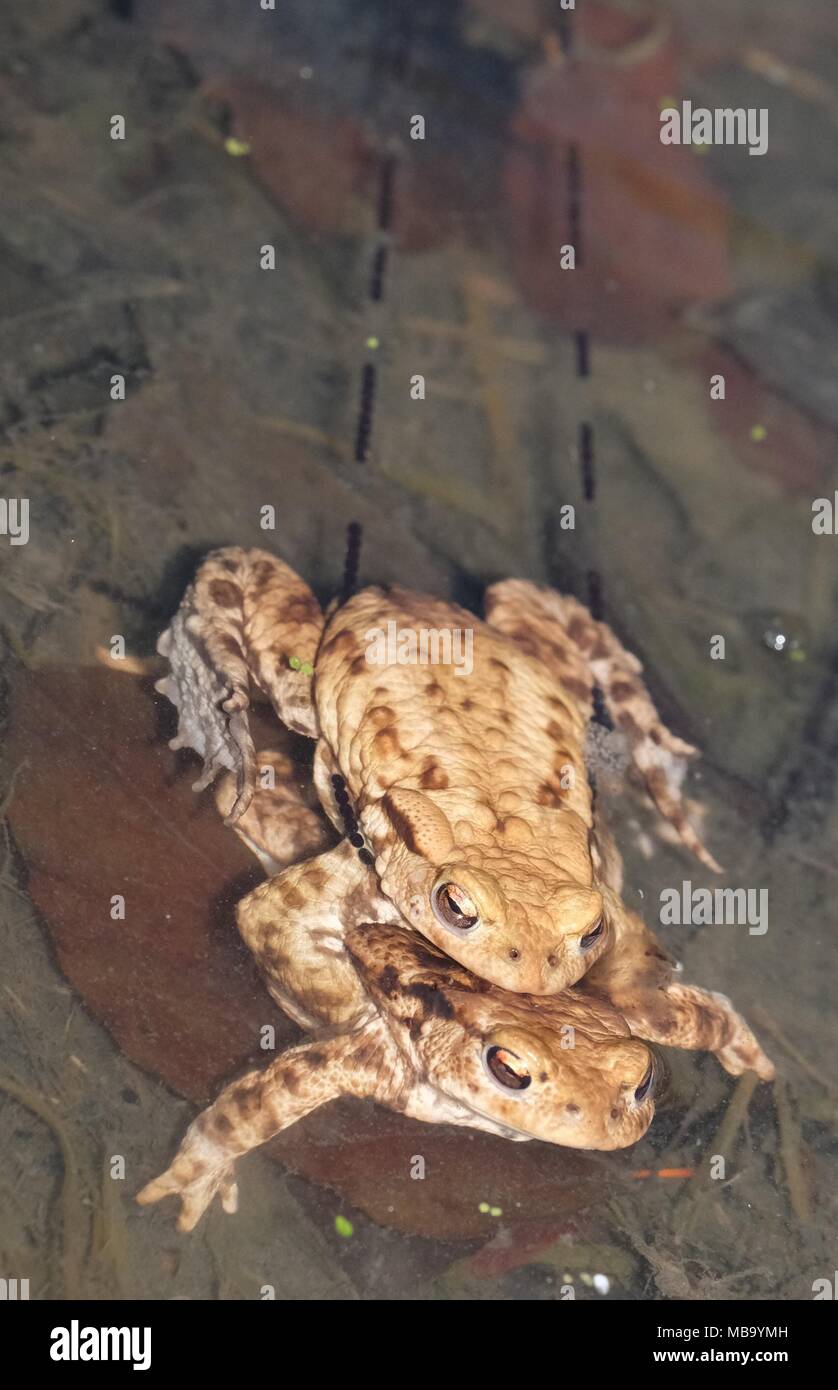 Mating couples hi-res stock photography and images - Alamy