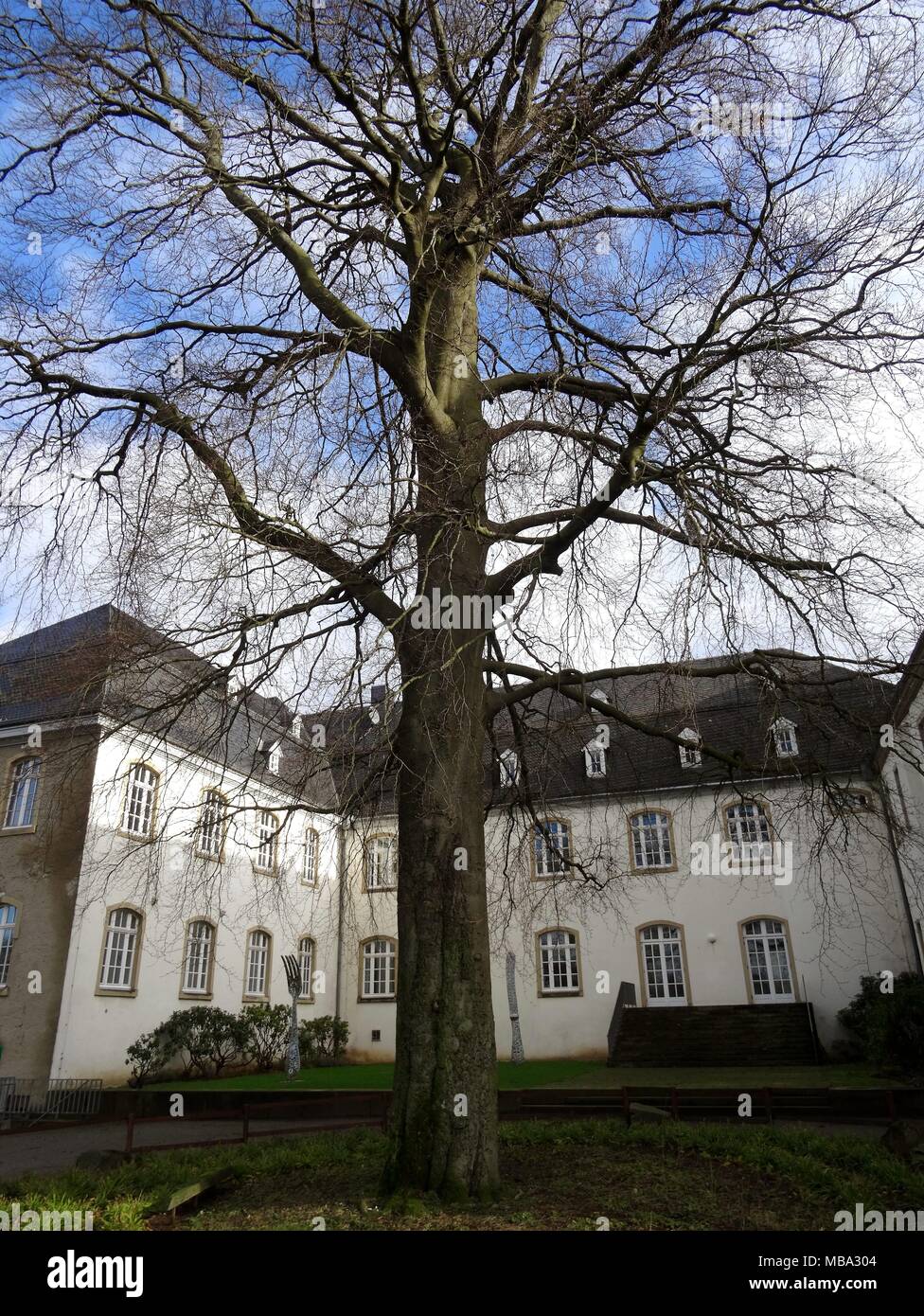 This beech tree is a Naturdenkmal (nature monument) behind the ...