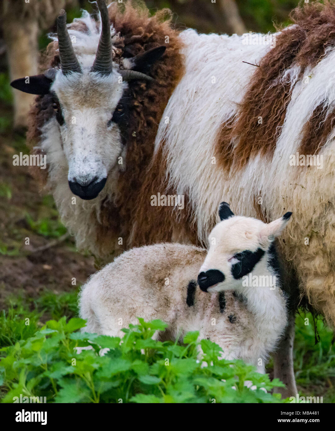 Keynsham Uk 9th April 2018 Day Old Jacob Lambs Signify Spring Is On