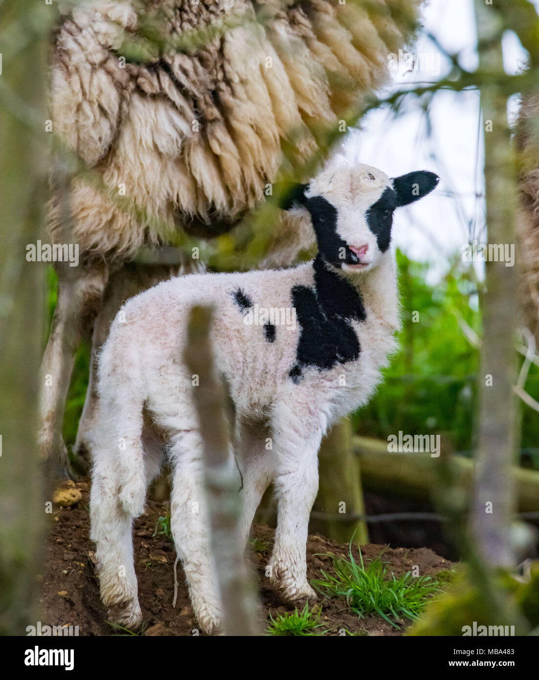Keynsham Uk 9th April 2018 Day Old Jacob Lambs Signify Spring Is On