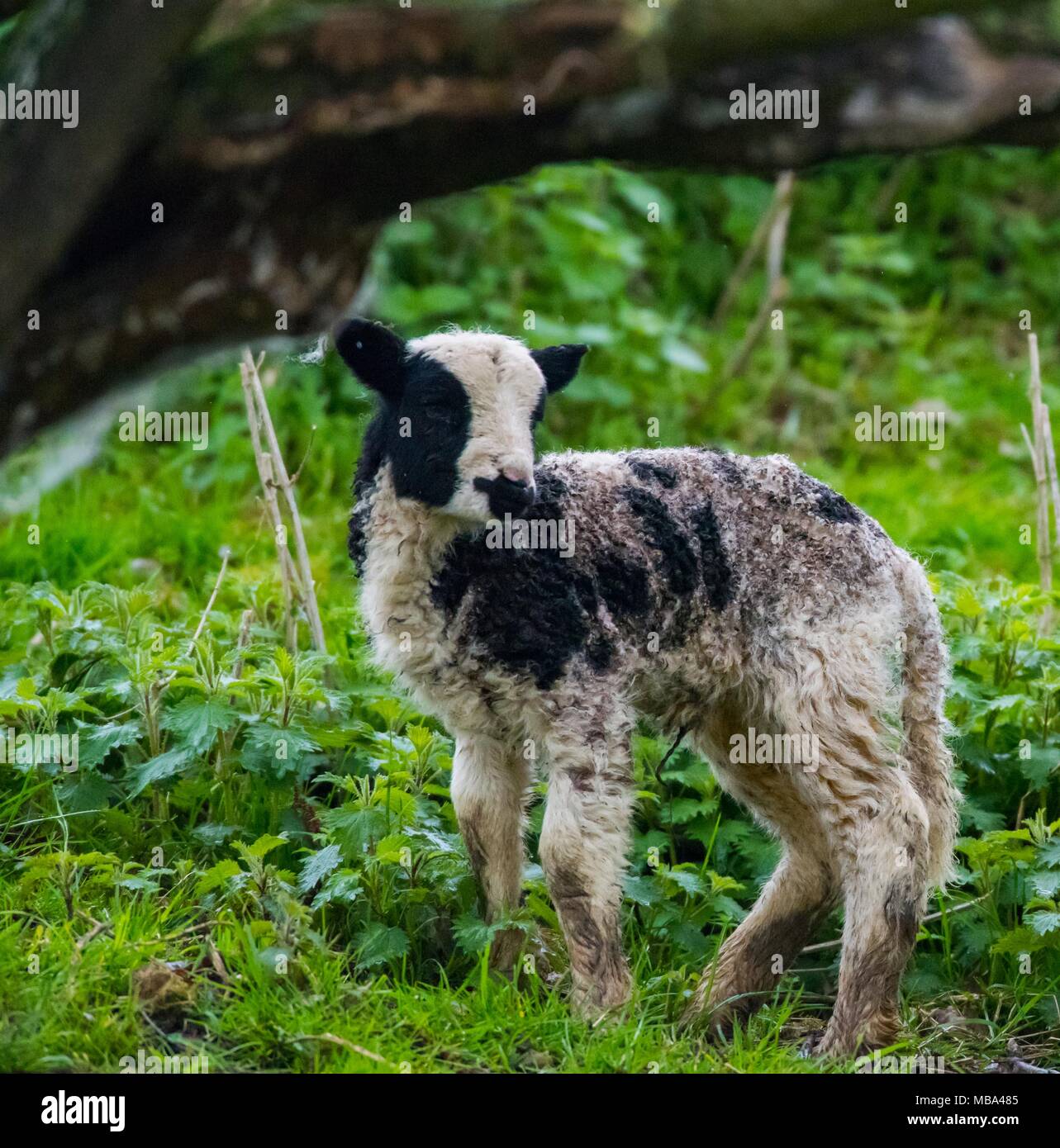 Black and white jacob lambs hi-res stock photography and images - Alamy