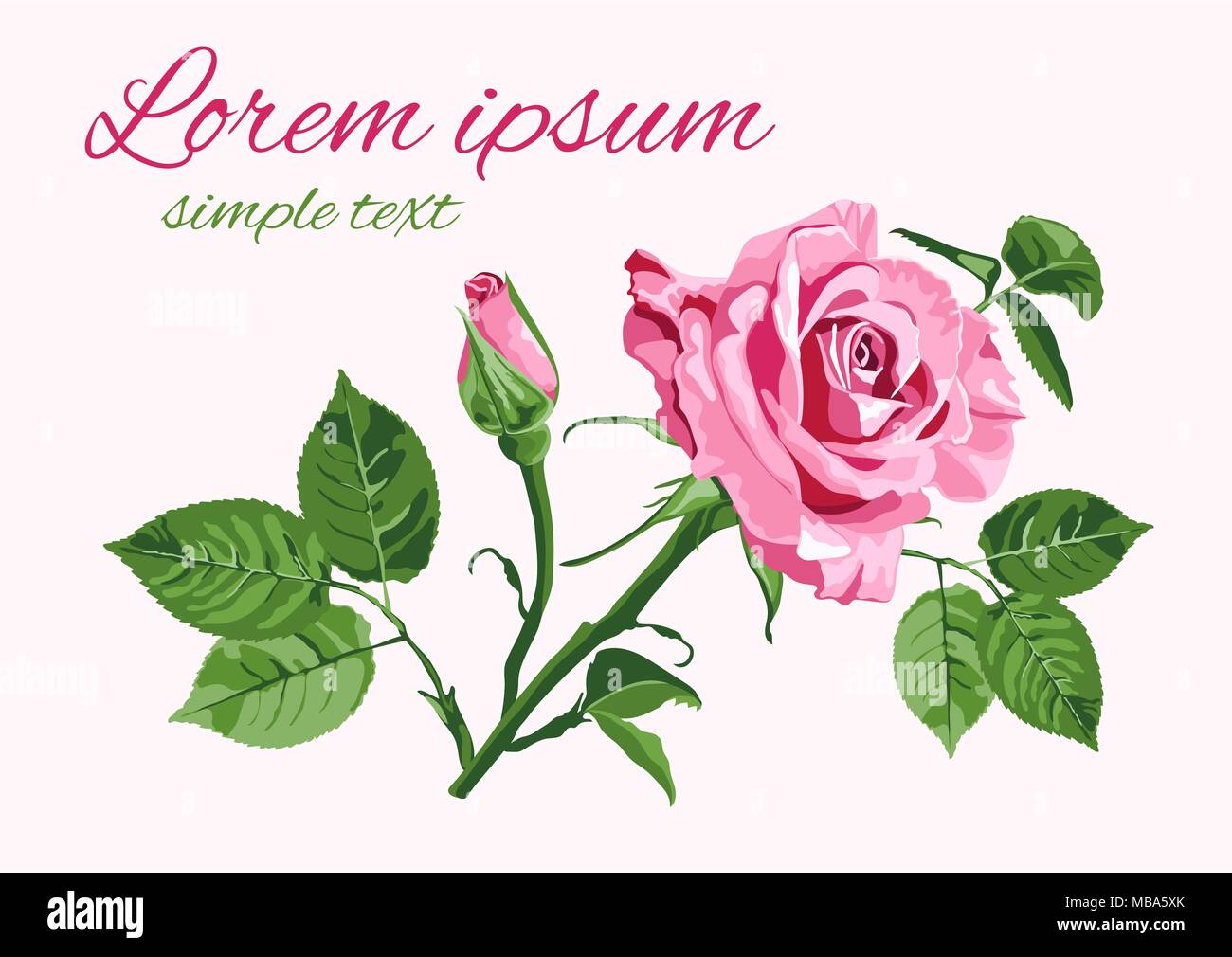 Vector floral design greeting card with pink roses flowers on the white ...