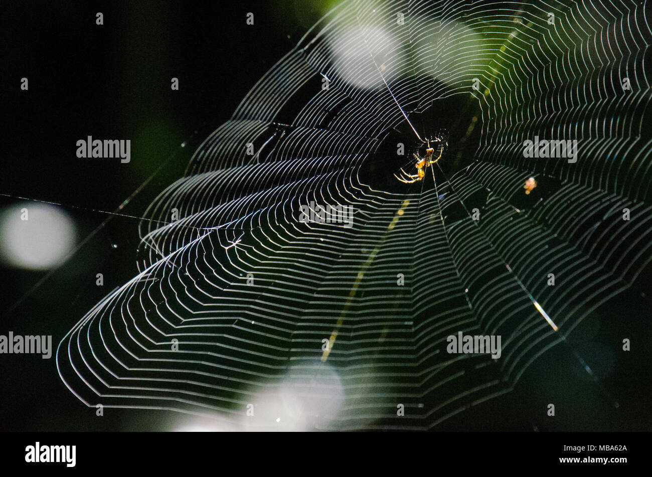 Spider in centre of large web lit by morning light with natural green ...