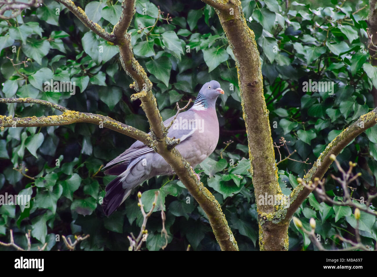wood Pidgeon in a tree Stock Photo - Alamy