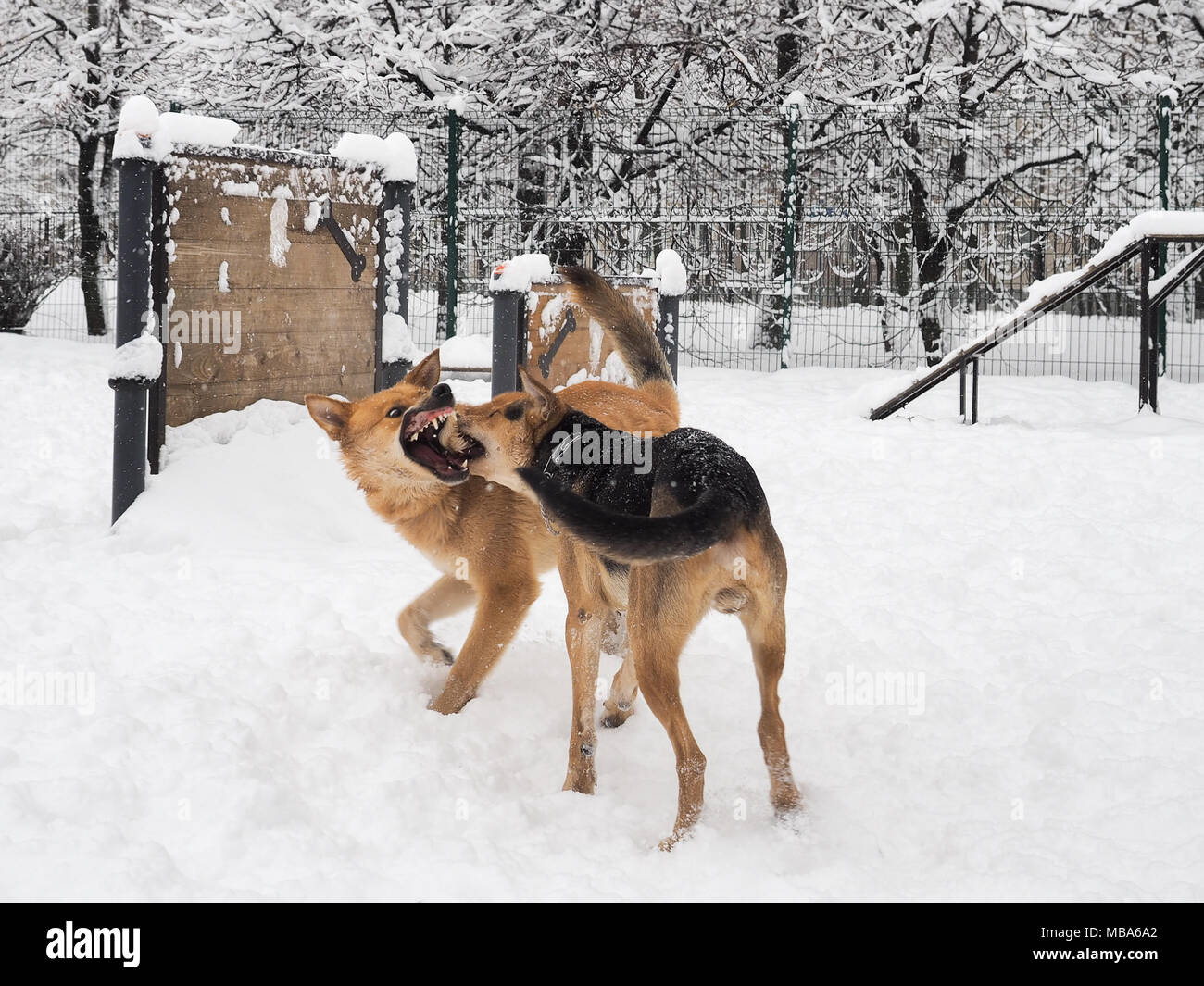 Scary dogs hi-res stock photography and images - Alamy