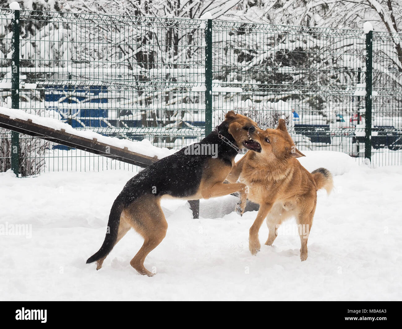 Big scary dogs are playing on the Playground Stock Photo - Alamy