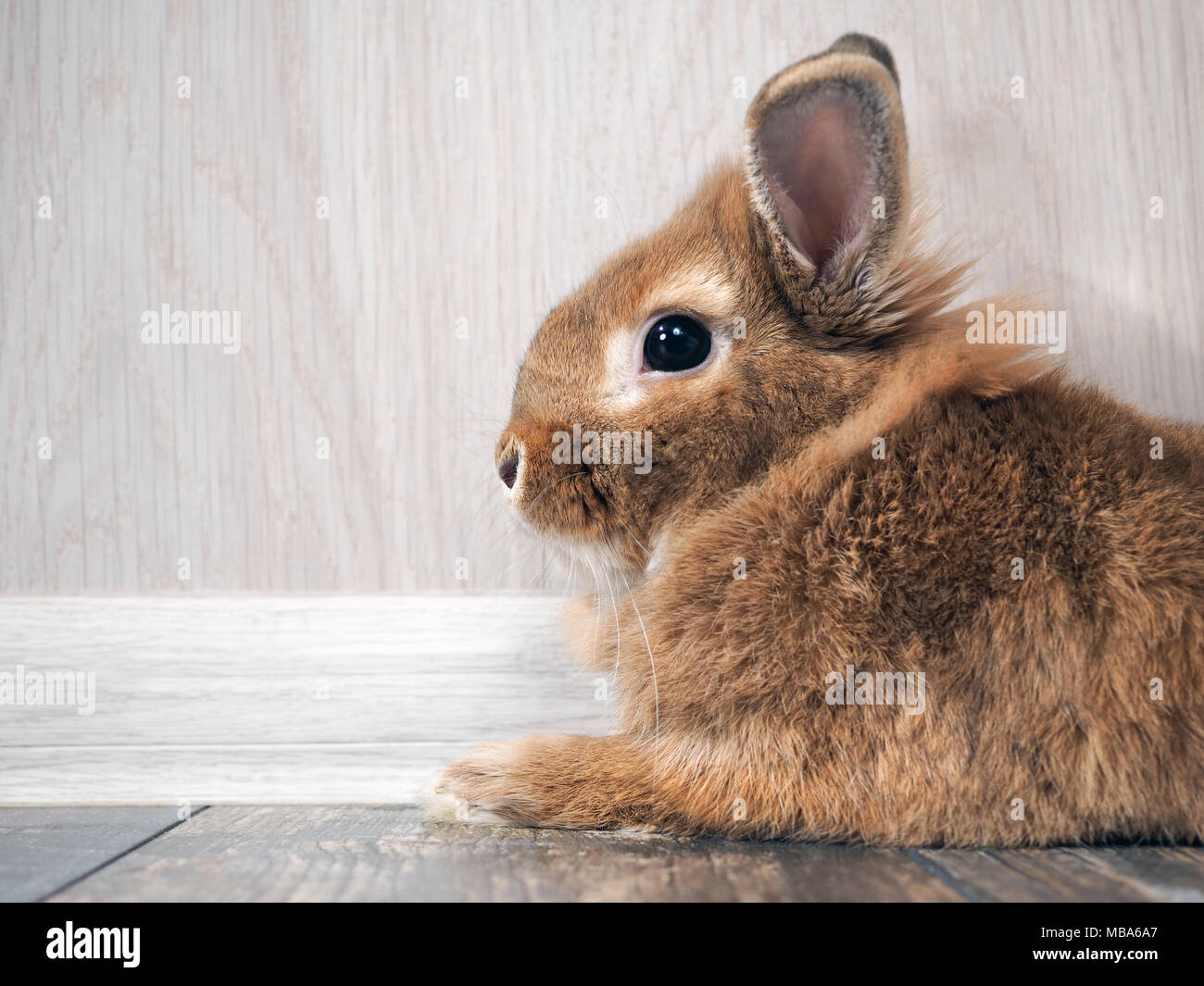 Cute rabbit sitting on the floor in the room Stock Photo - Alamy
