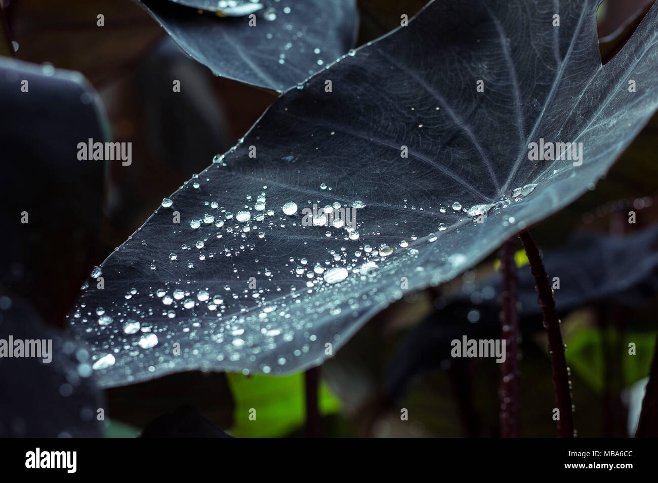 Big raindrops hi-res stock photography and images - Alamy