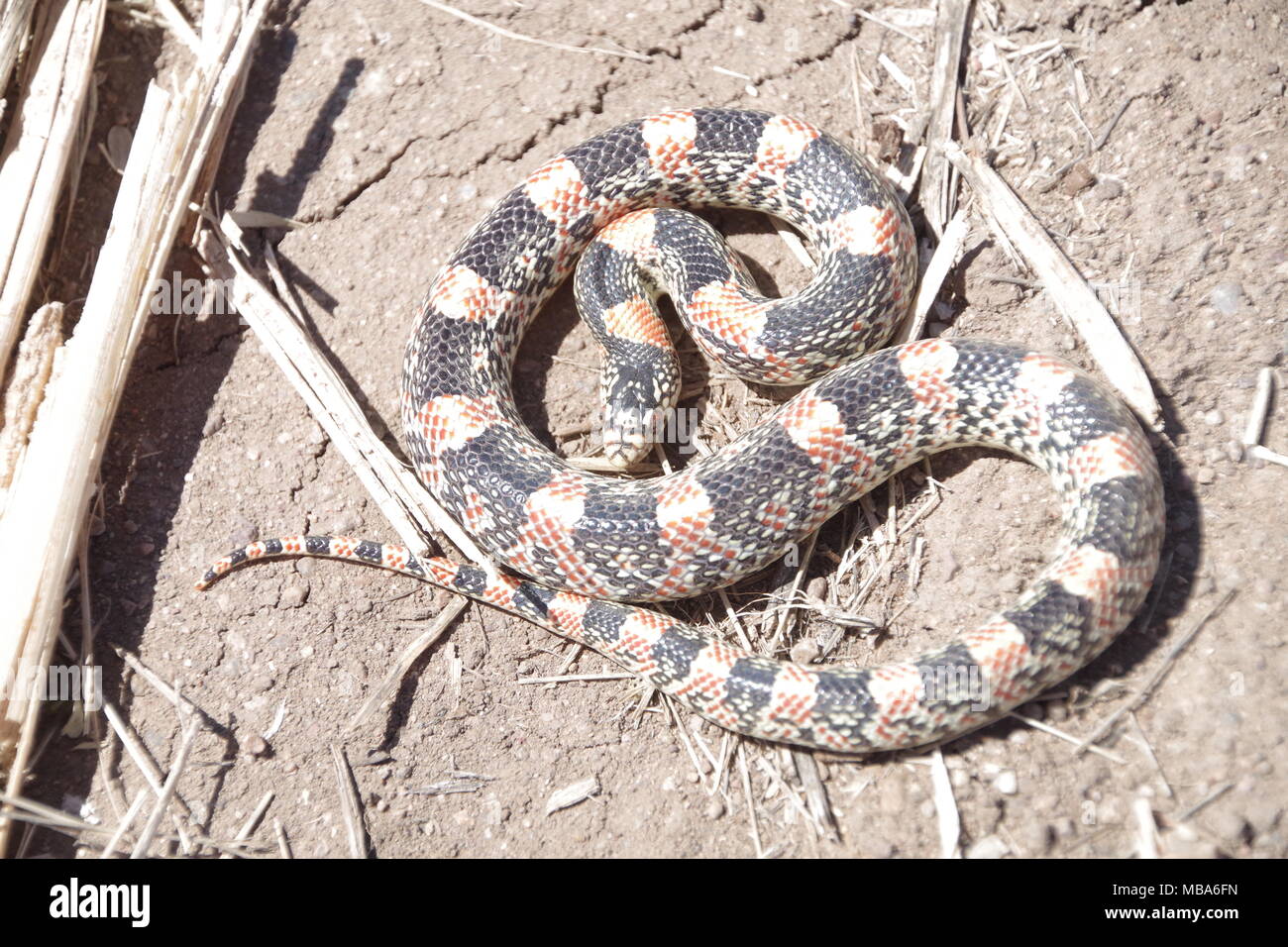 Long nosed snake hi-res stock photography and images - Alamy