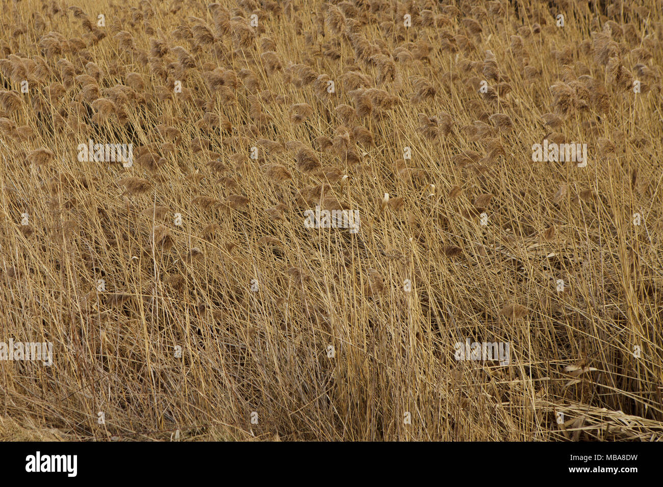 Continental colours hi-res stock photography and images - Alamy