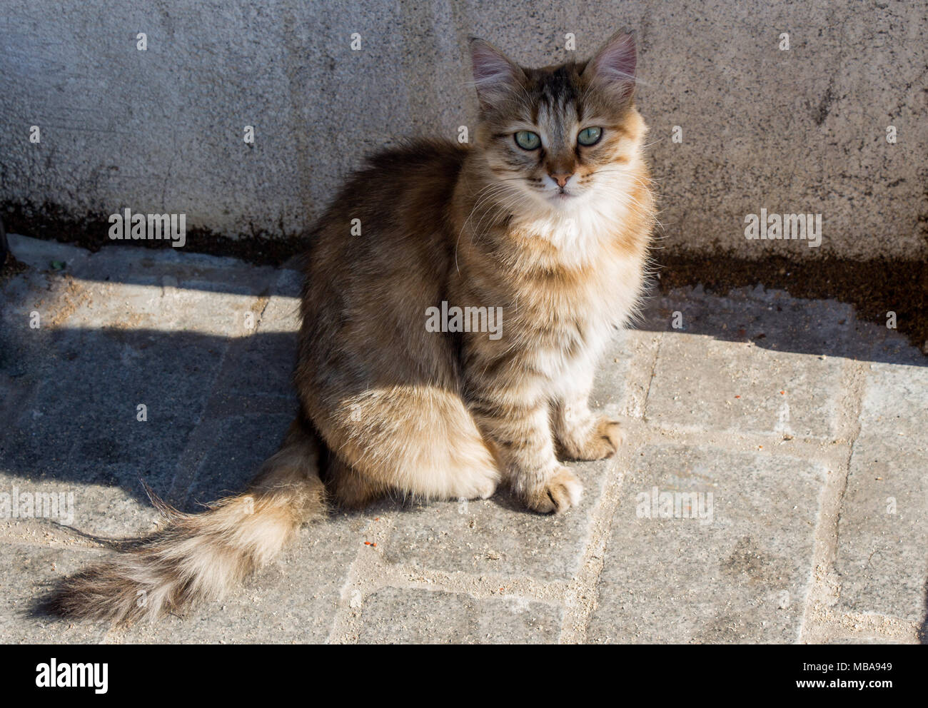 Stray cat seen in the street of the city Stock Photo - Alamy